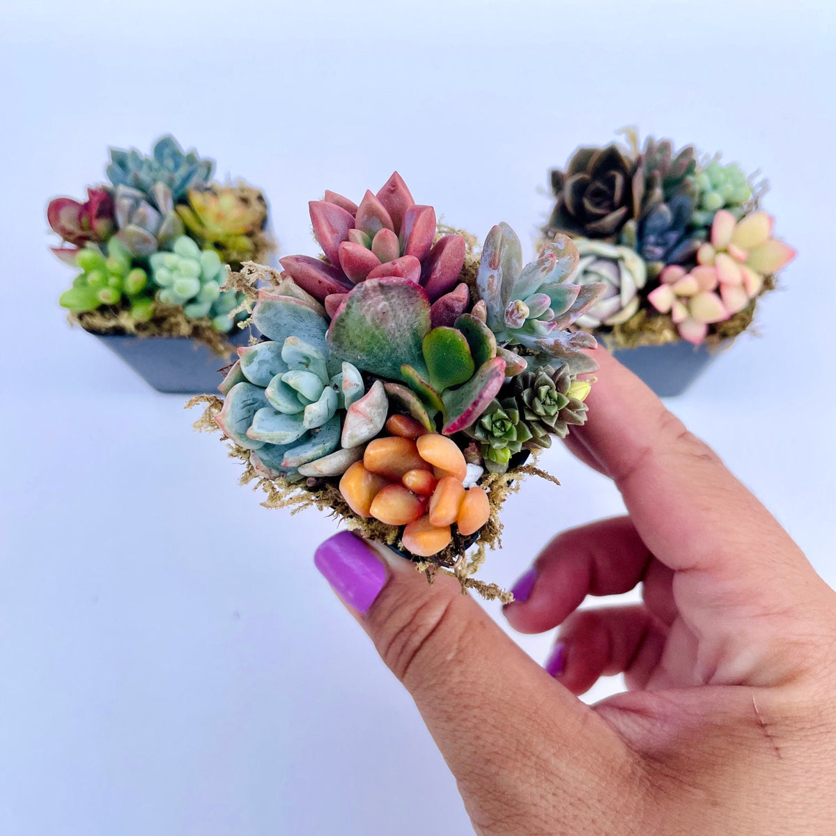 Fairy Farts - Live Micro Succulent Garden in 2 inch Pot – Surfside Succulents