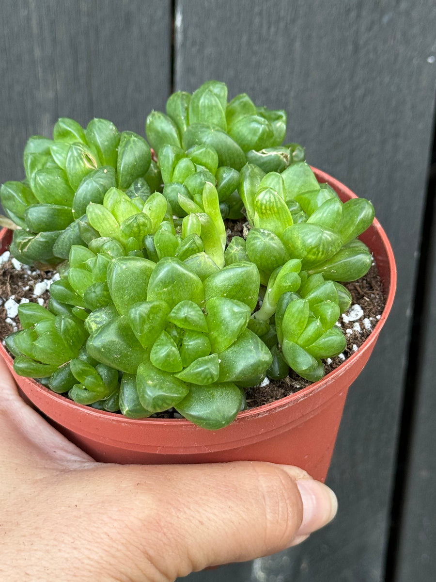 Alien Egg Succulent - 4 inch Potted Alien Egg Haworthia – Surfside ...