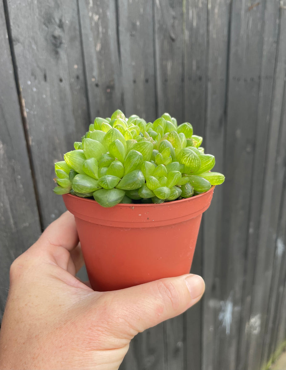 Alien Egg Haworthia - 4 inch Live Alien Egg Succulent Potted – Surfside ...