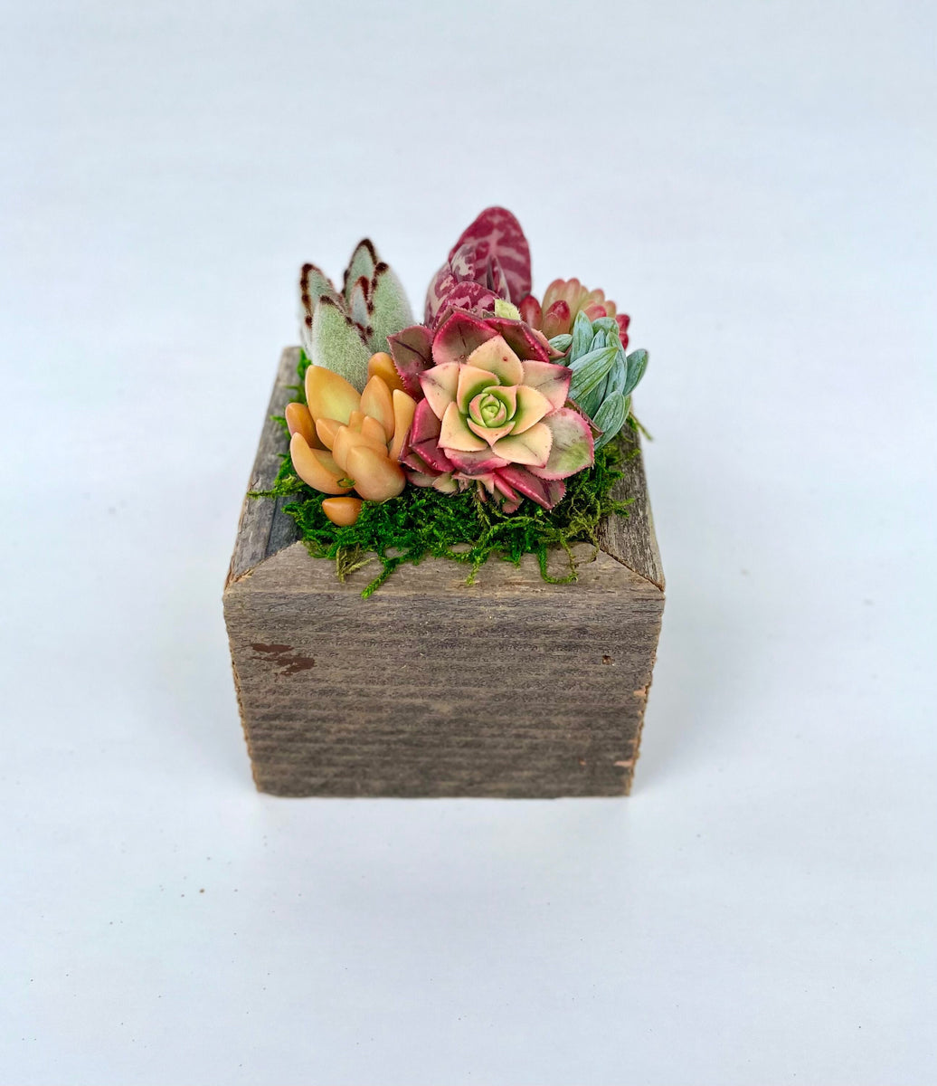 Sugar Cubes - Live Mini Succulent Garden Arrangements in Reclaimed Woo ...